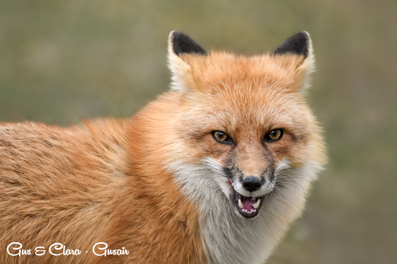 Fox – Gus & Clara – Gusair